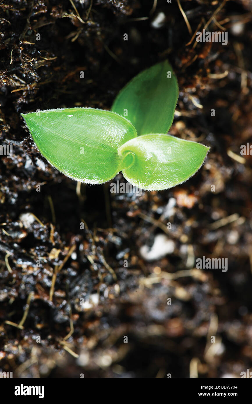High angle shot plant germinating hi-res stock photography and images ...
