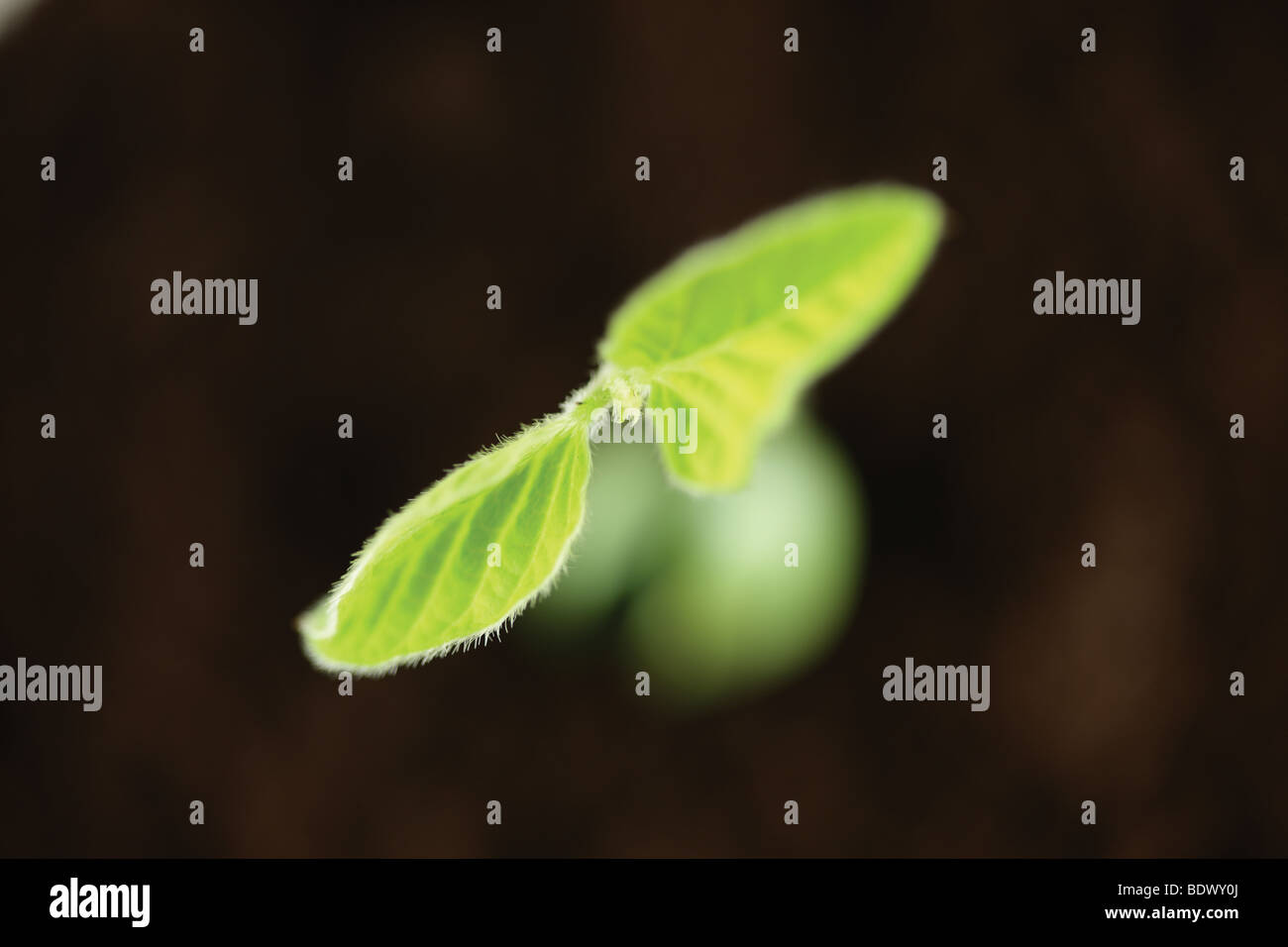 High angle shot plant germinating hi-res stock photography and images ...
