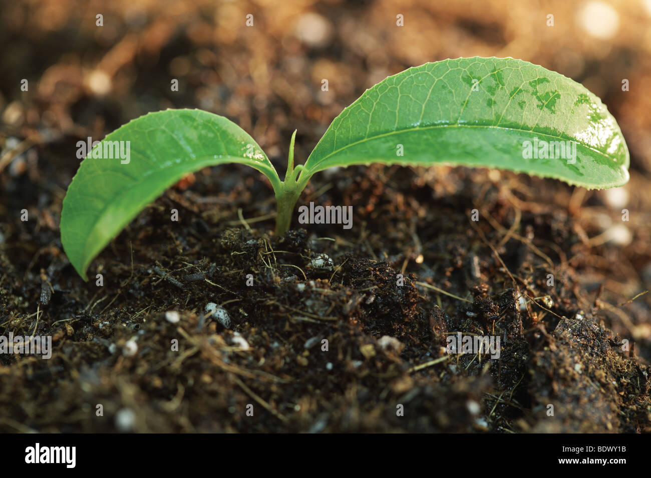 Horizontal spout hi-res stock photography and images - Alamy