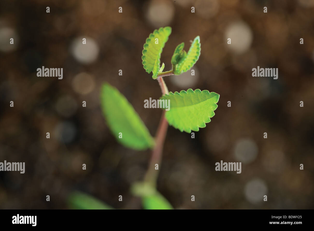 Horizontal spout hi-res stock photography and images - Alamy