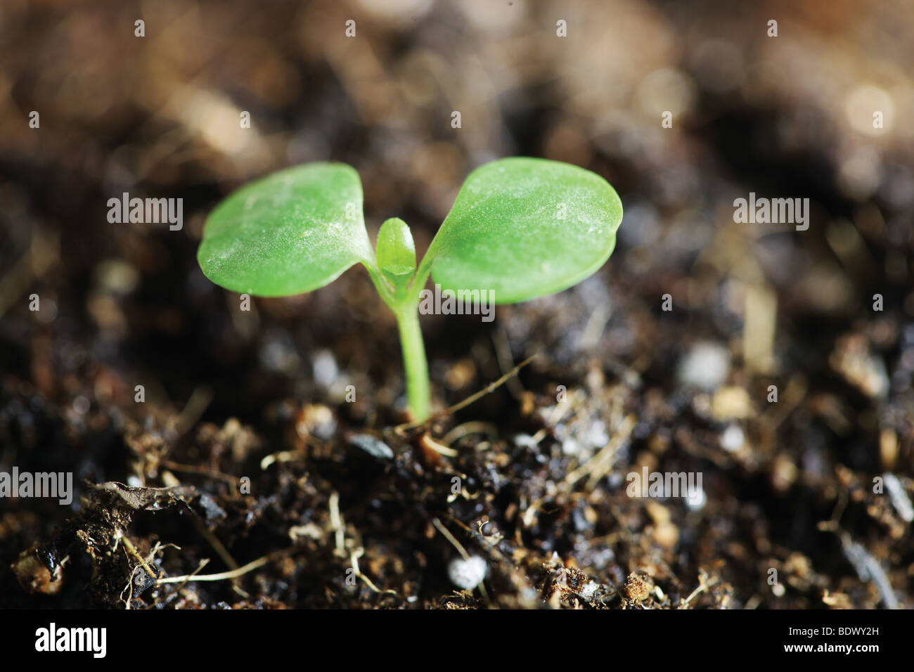Horizontal spout hi-res stock photography and images - Alamy