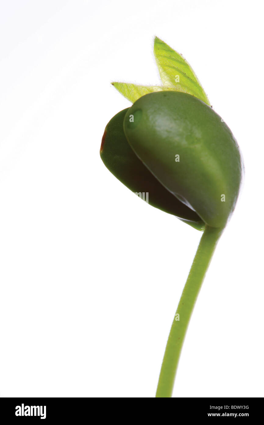 Spout Cut Out Stock Images & Pictures - Alamy