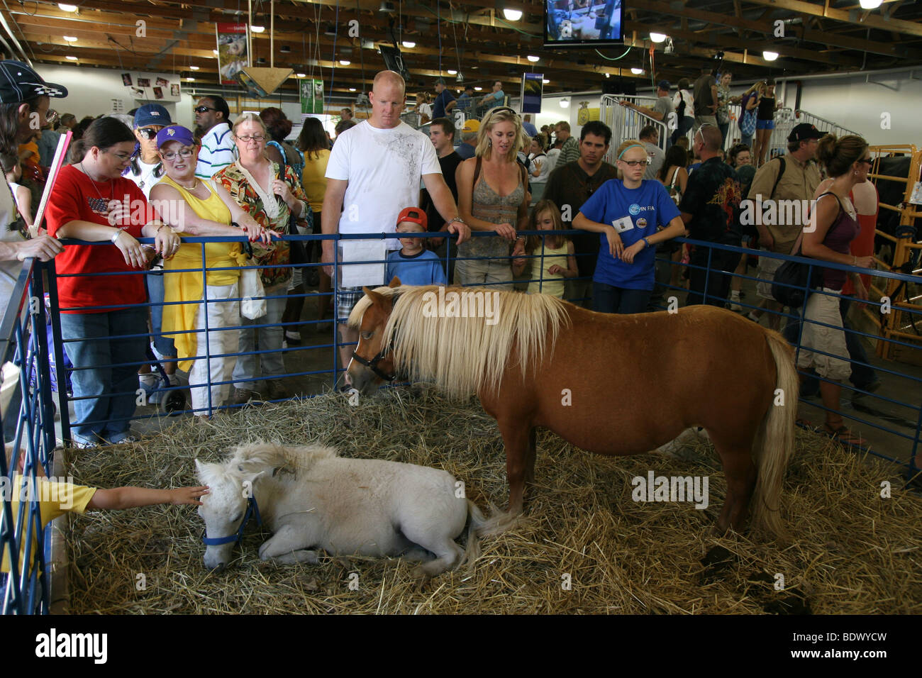 A mare and her foal at the Miracle of Birth Center at the Minnesota ...