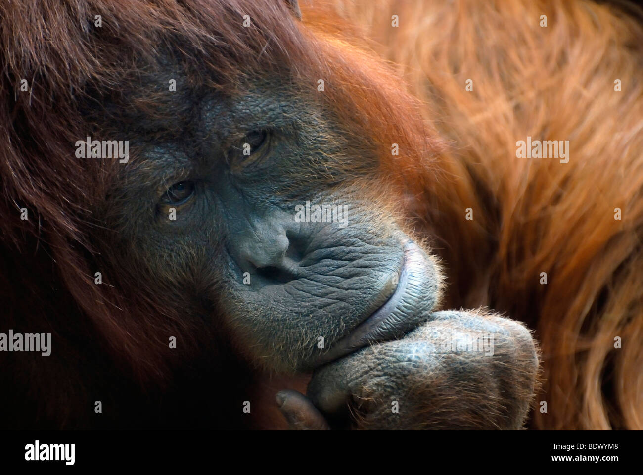 Bornean Orangutan (Pongo pygmaeus), thoughtful-looking female, portrait ...