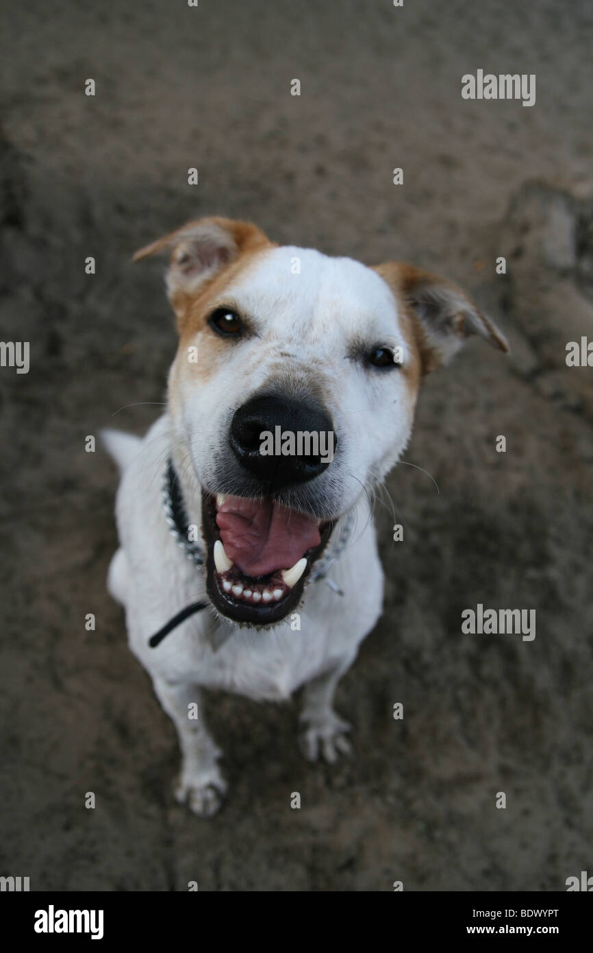 A portrait of a happy, smiling dog looking directly into the camera ...
