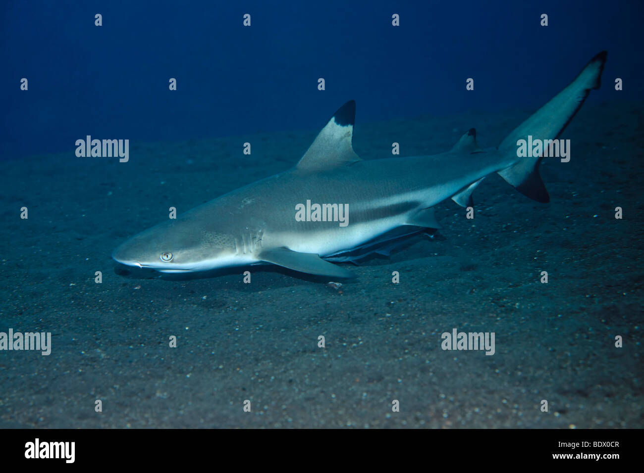 Slender sharks hi-res stock photography and images - Alamy