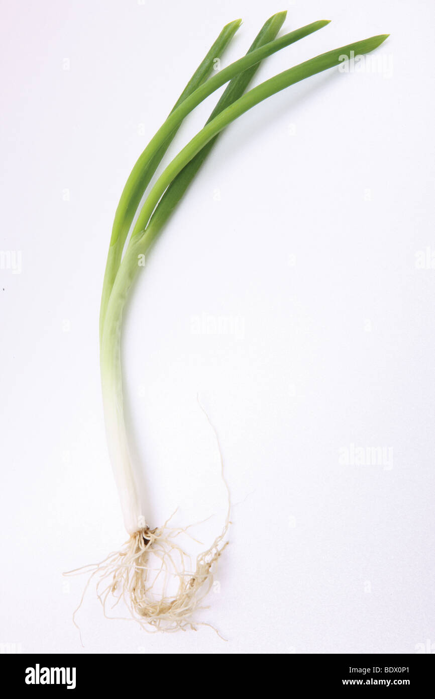 Scallion hi-res stock photography and images - Alamy