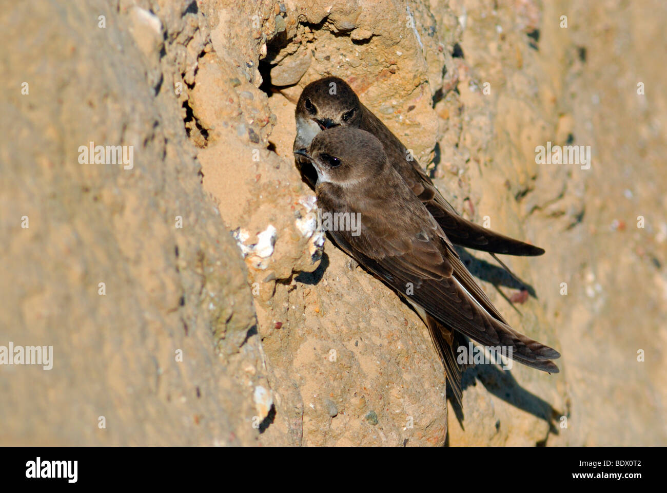 Two Sand Martins (Riparia riparia) at the nesting cave in the steep ...