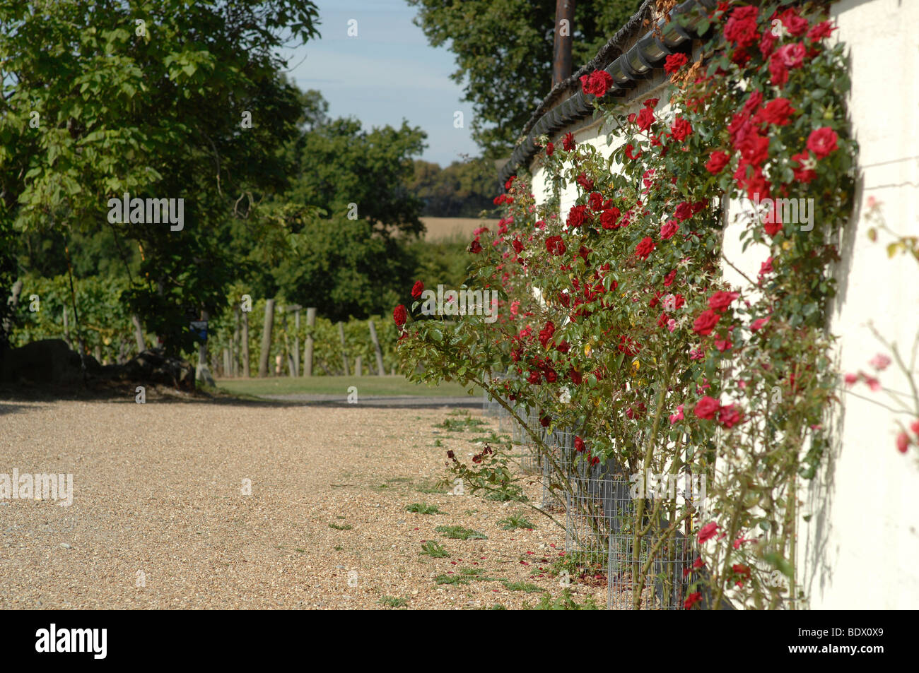 Red roses growing in a cottage garden hi-res stock photography and ...