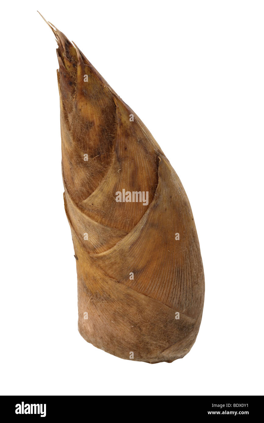 Bamboo shoot hi-res stock photography and images - Alamy
