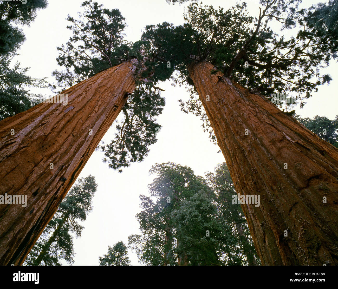 Sequoia Trees, Sequoia National Park, California, USA Stock Photo - Alamy