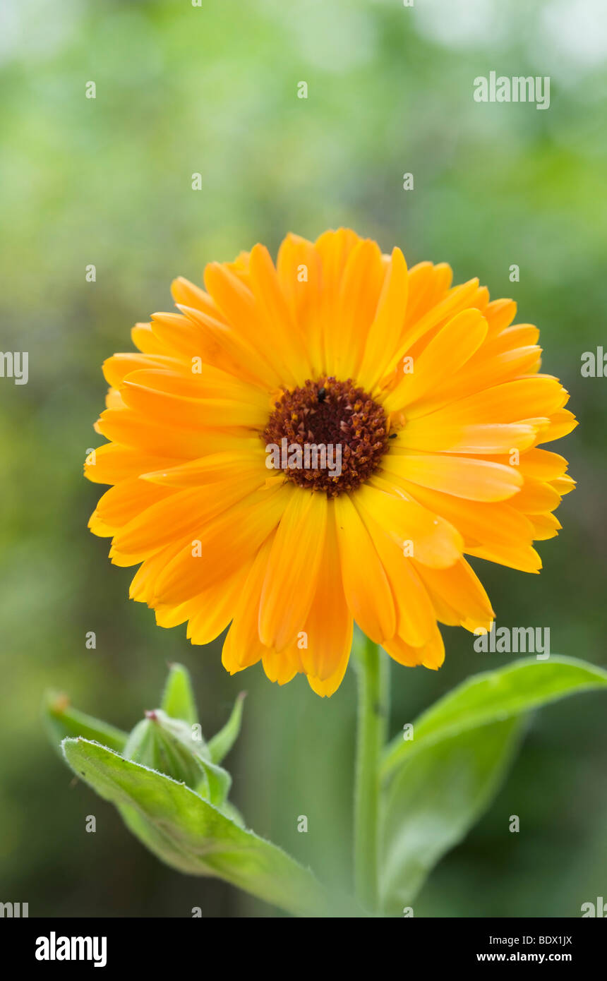 Calendula (Calendula officinalis Stock Photo - Alamy