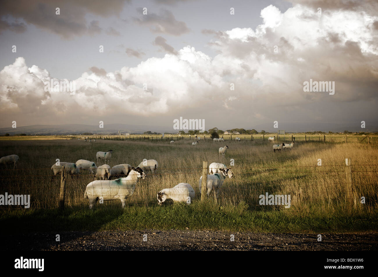 Sheep in field late evening Stock Photo - Alamy