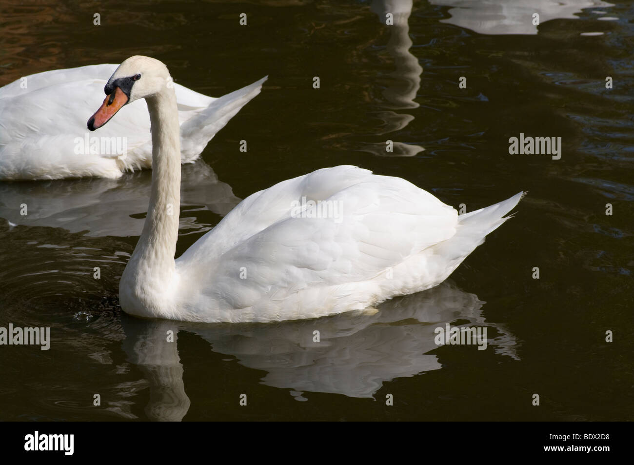 Mute birds hi-res stock photography and images - Alamy