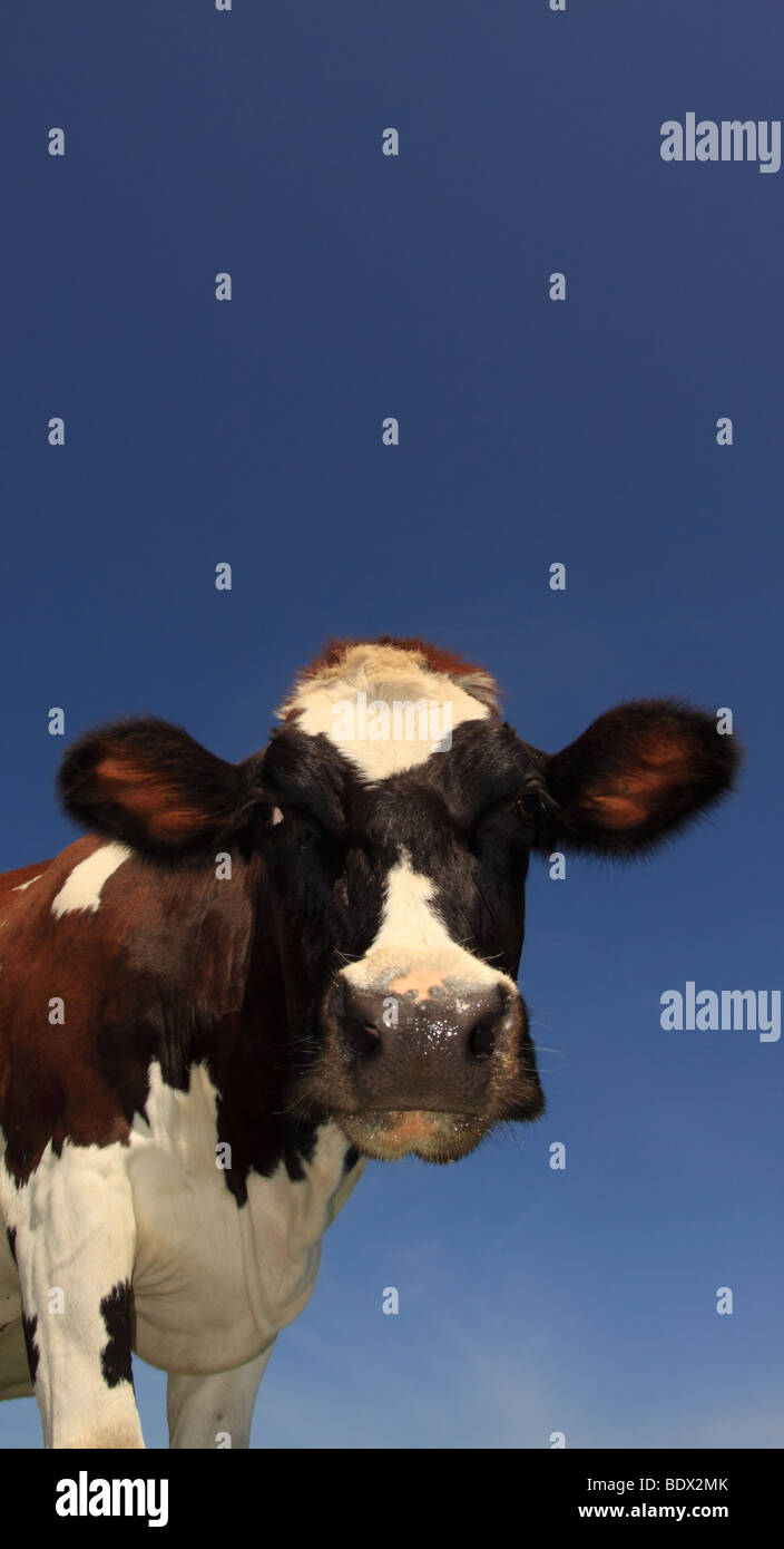 Ayrshire cow hi-res stock photography and images - Alamy