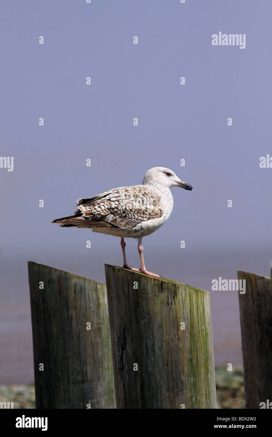 A seagull perches on a pier's post Stock Photo - Alamy