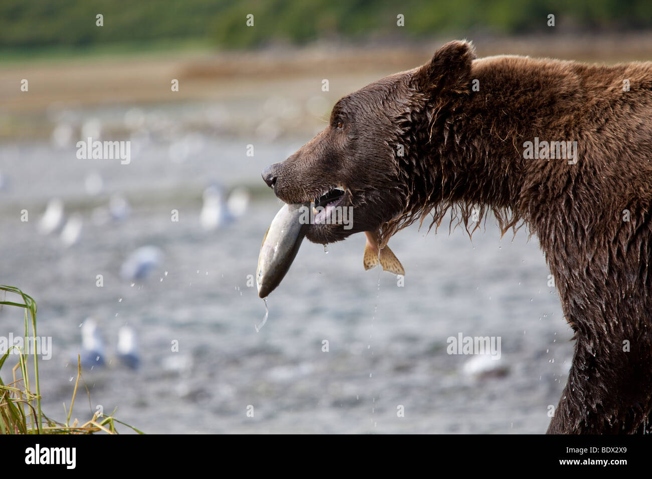Grizzly bear catching salmon victory walk in Geographic Bay Katmai ...