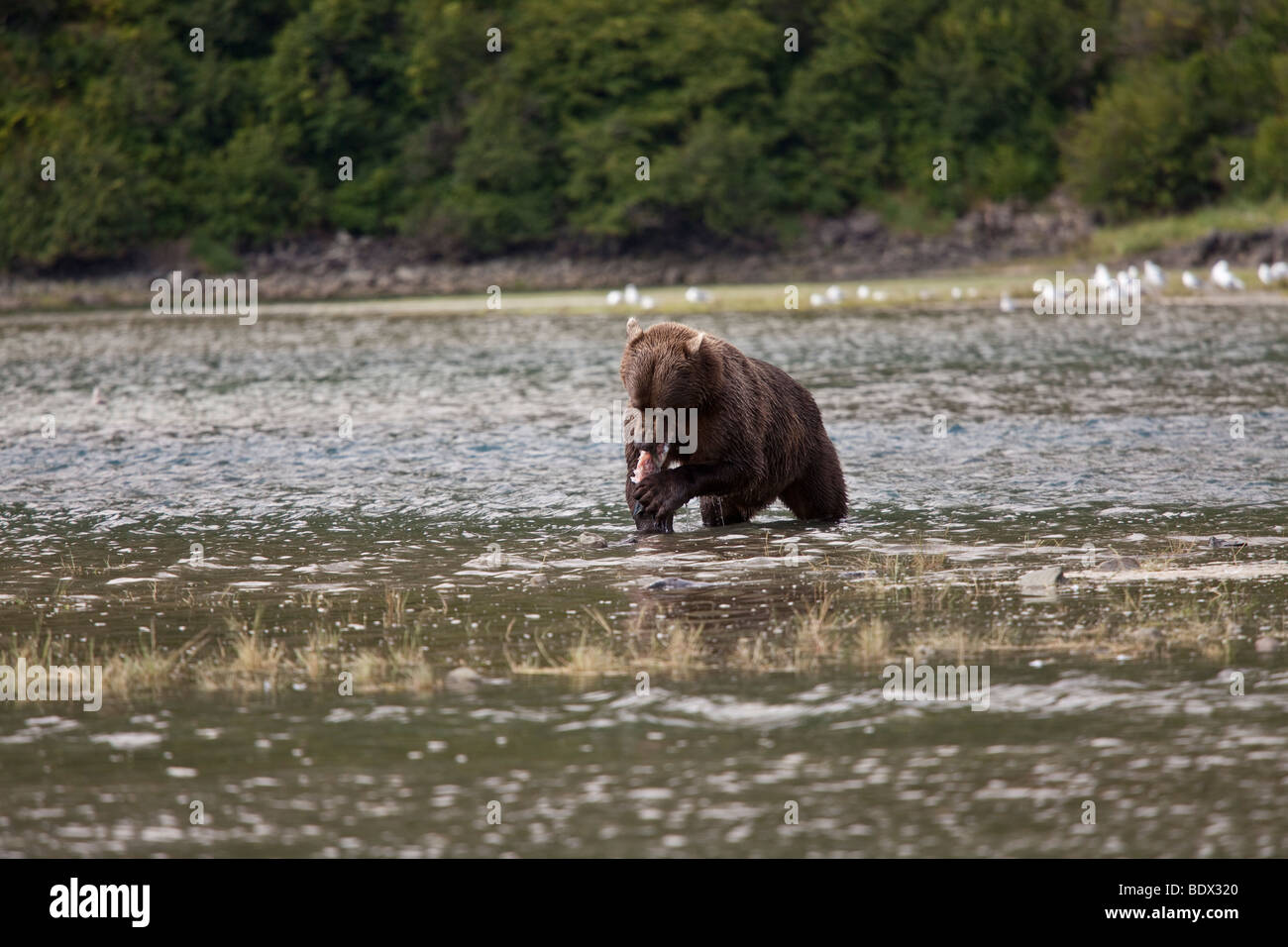 Grizzly eating salmon in Geographic Bay Katmai National Park Alaska ...