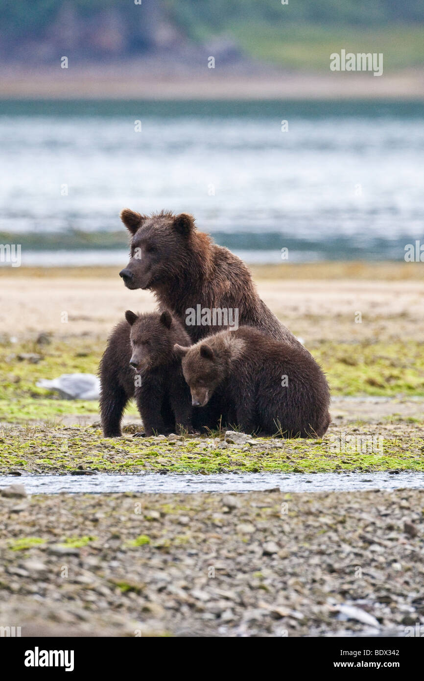 Grizzly bear sow with two cubs in Geographic bay Katmai National Park ...