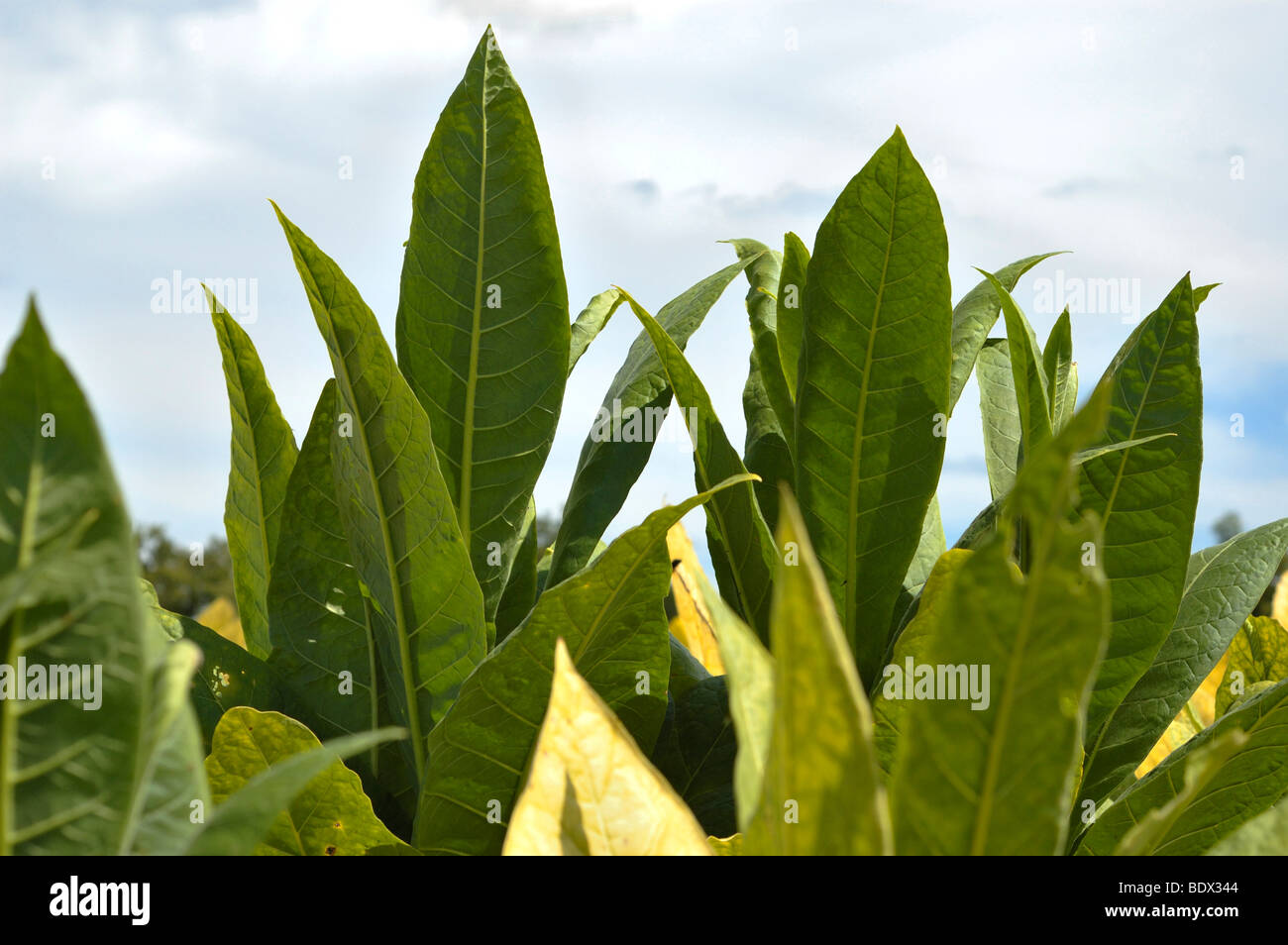 Burley tobacco plants ready for harvest in Kentucky, USA Stock Photo ...