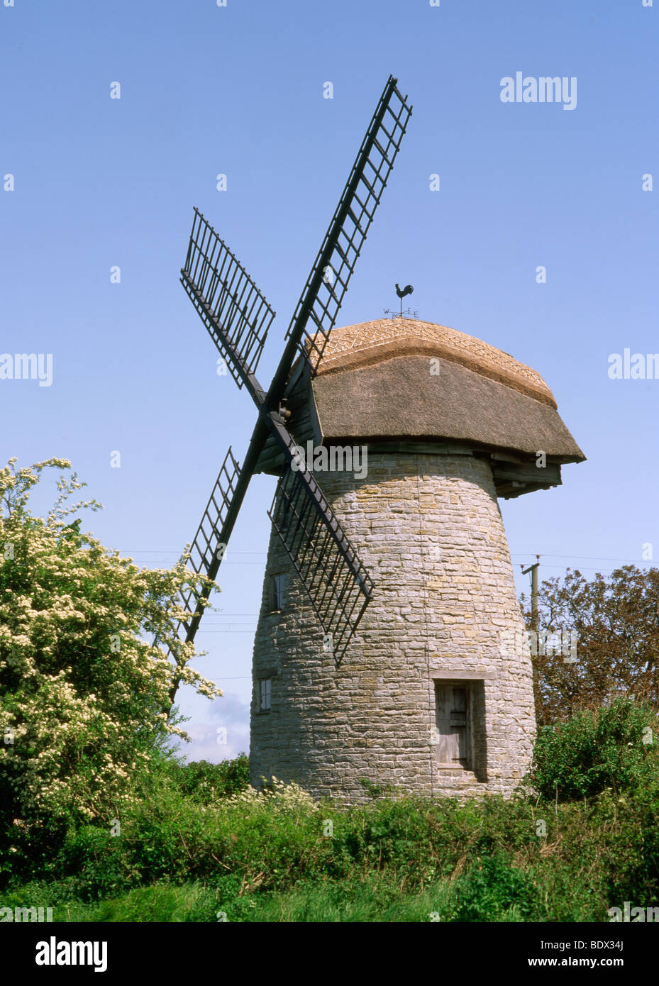 Stembridge hi-res stock photography and images - Alamy