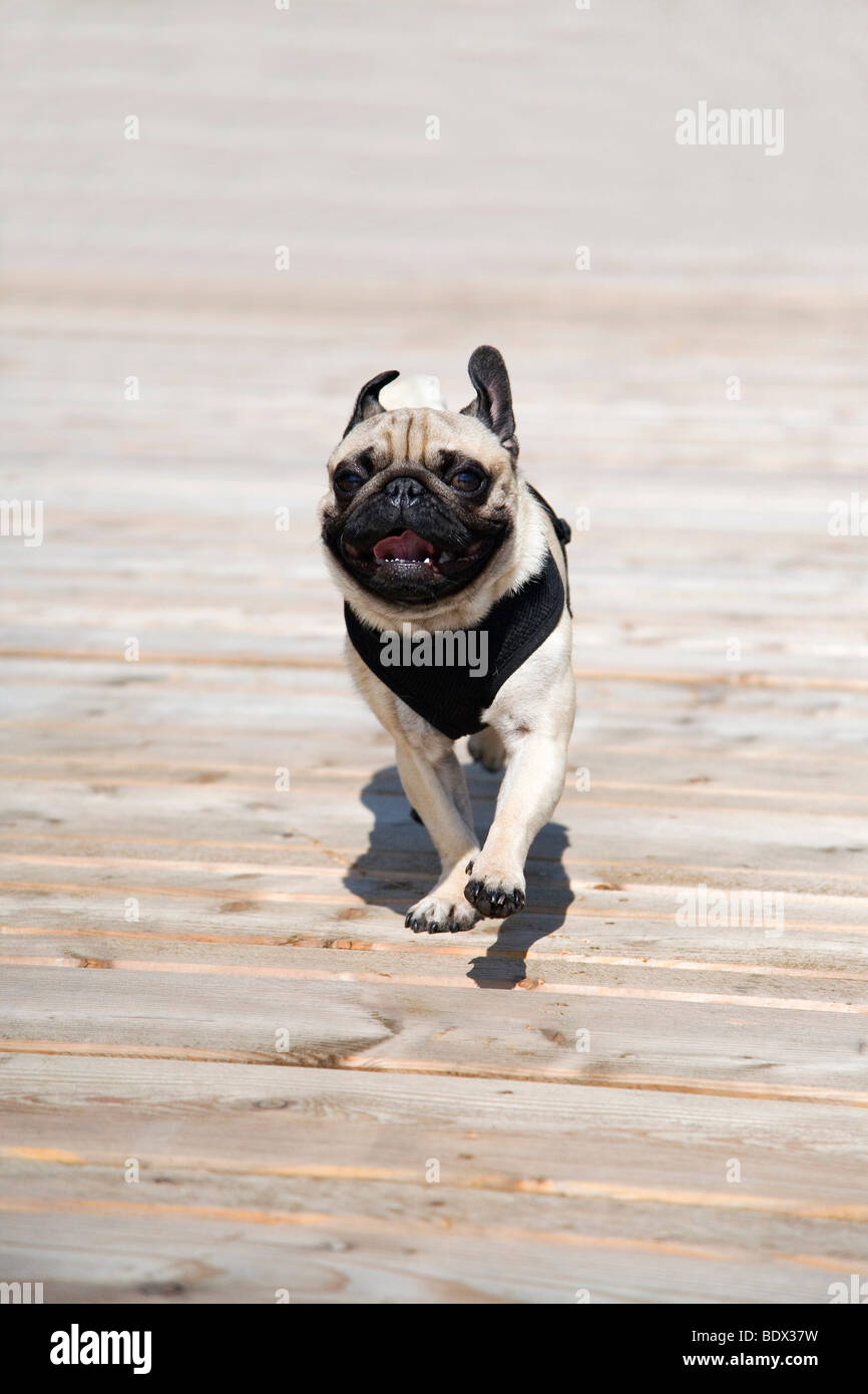 A young pug runs on a boardwalk Stock Photo - Alamy