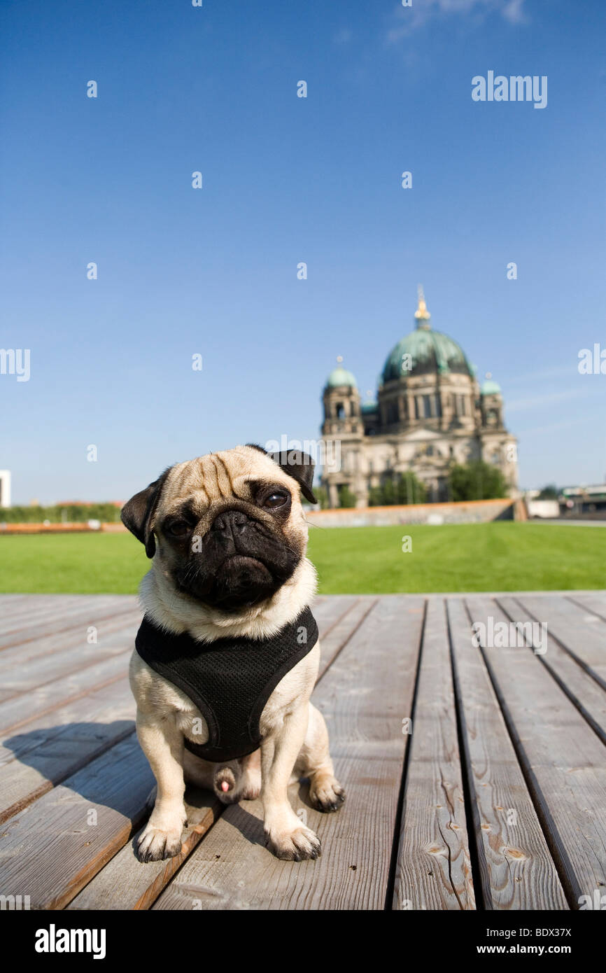 Pug Palace