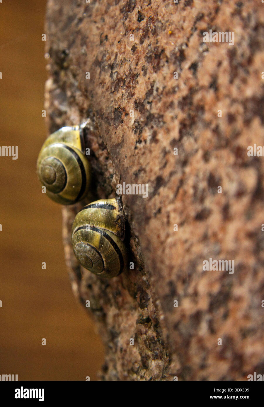 Snails climbing hi-res stock photography and images - Alamy