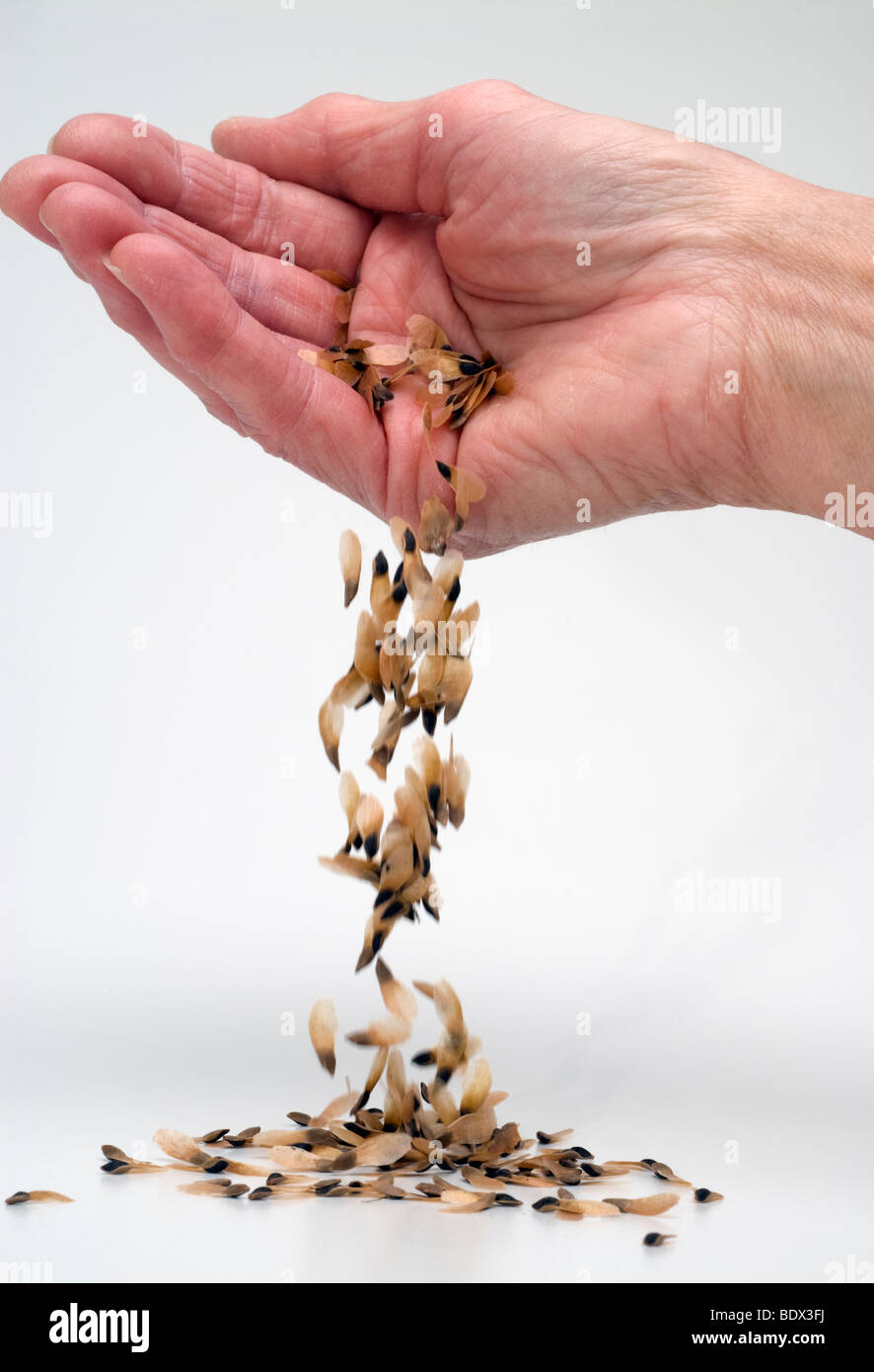 A handful of flighted pine cone seeds falling from a female's hand ...