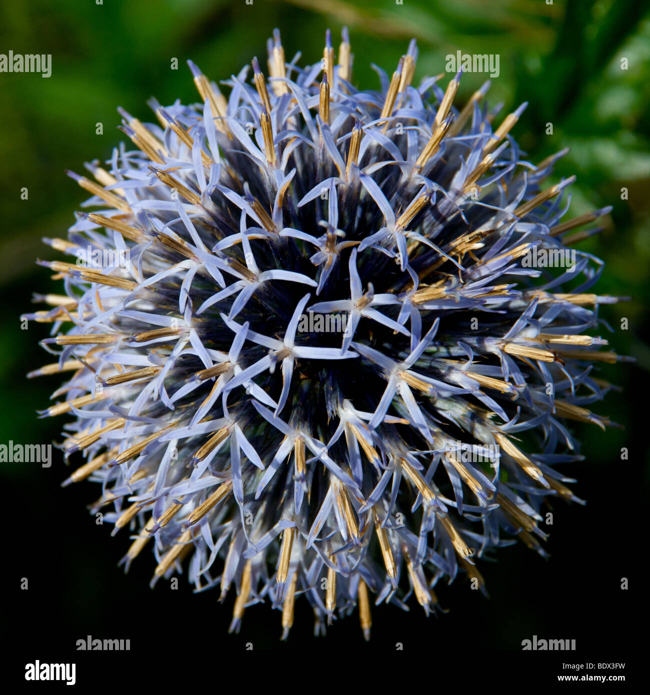Blue spiky flowers hi-res stock photography and images - Alamy