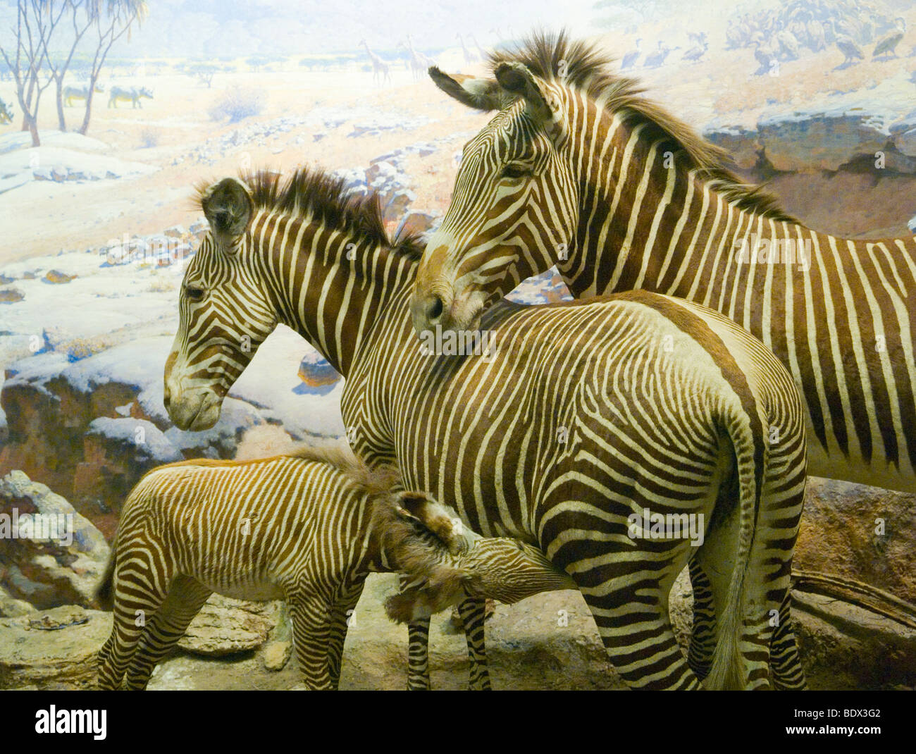 Zebras as part of an exhibition at the American Museum of Natural ...