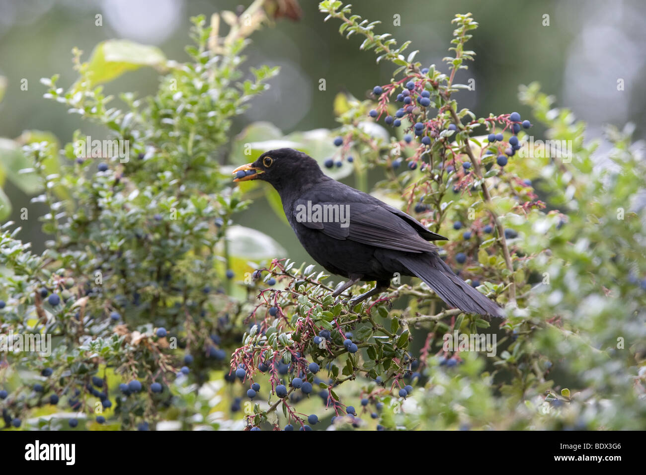 Black bird eating berries High Resolution Stock Photography and Images ...