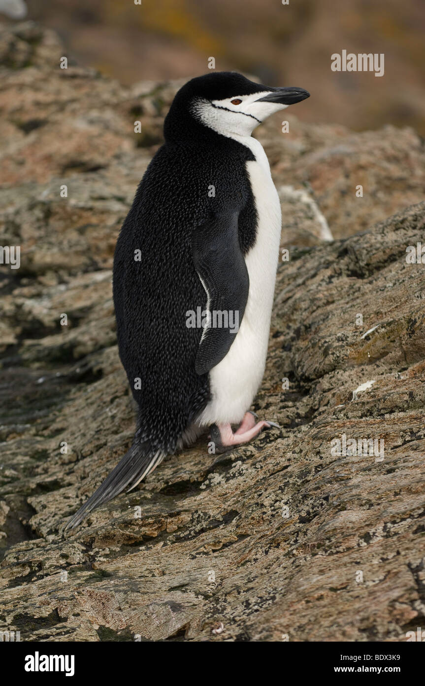 Chinstrap penguin (Pygoscelis antarctica) on the rocks on Bird Island ...