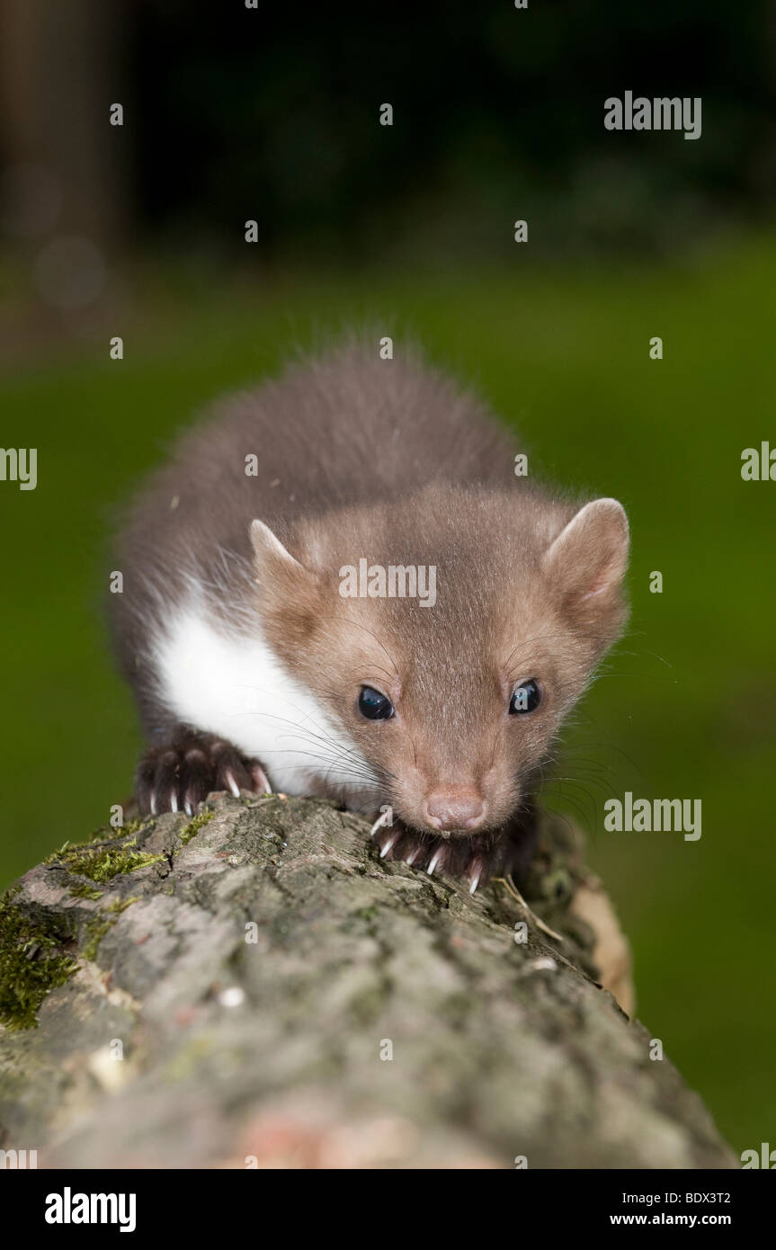 Martes Foina High Resolution Stock Photography and Images - Alamy