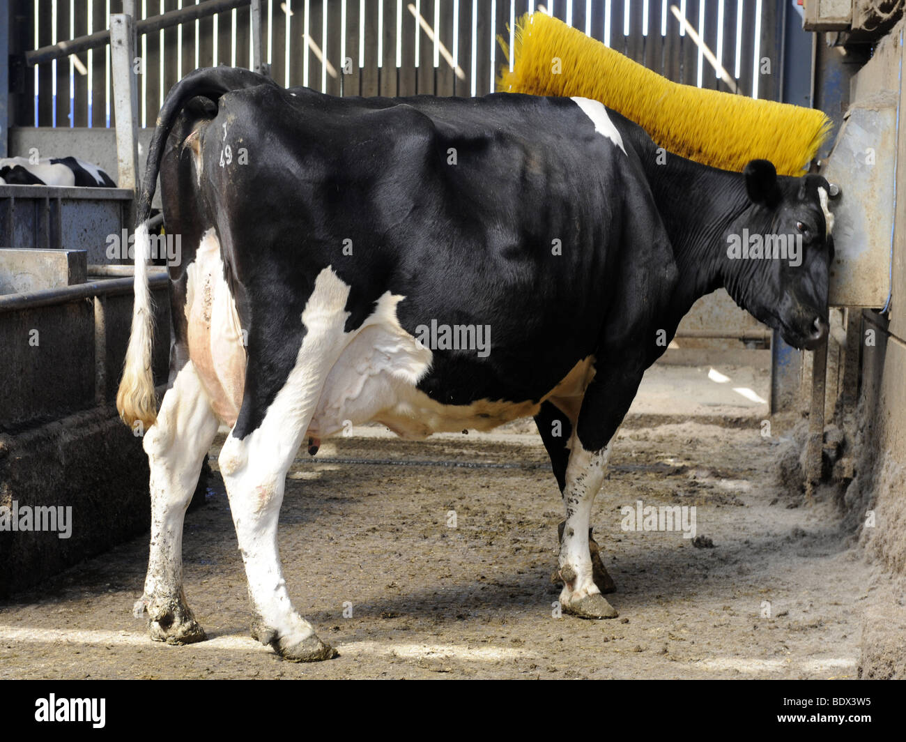 Back cow hi-res stock photography and images - Alamy