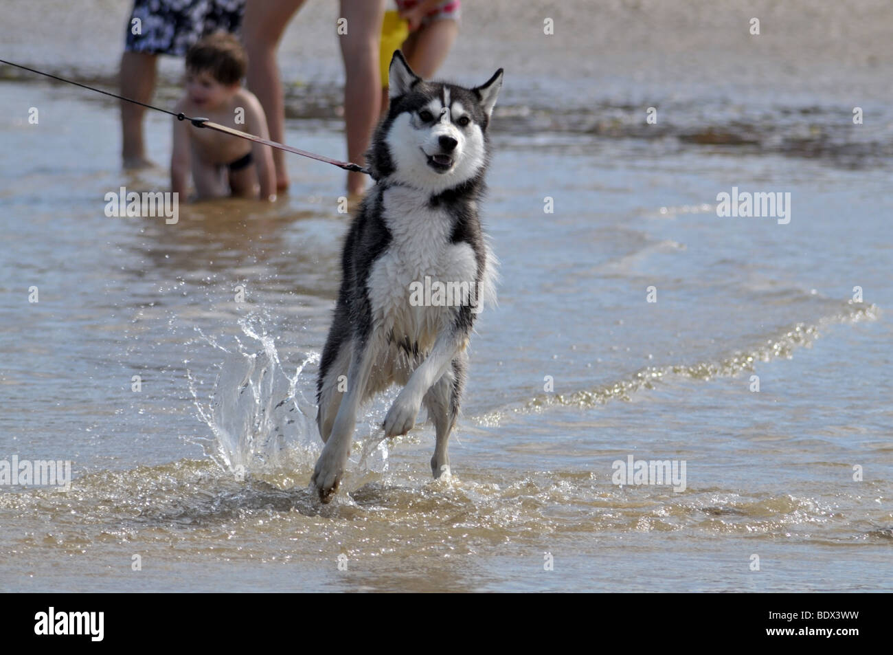 Can Huskies Live In The Caribbean
