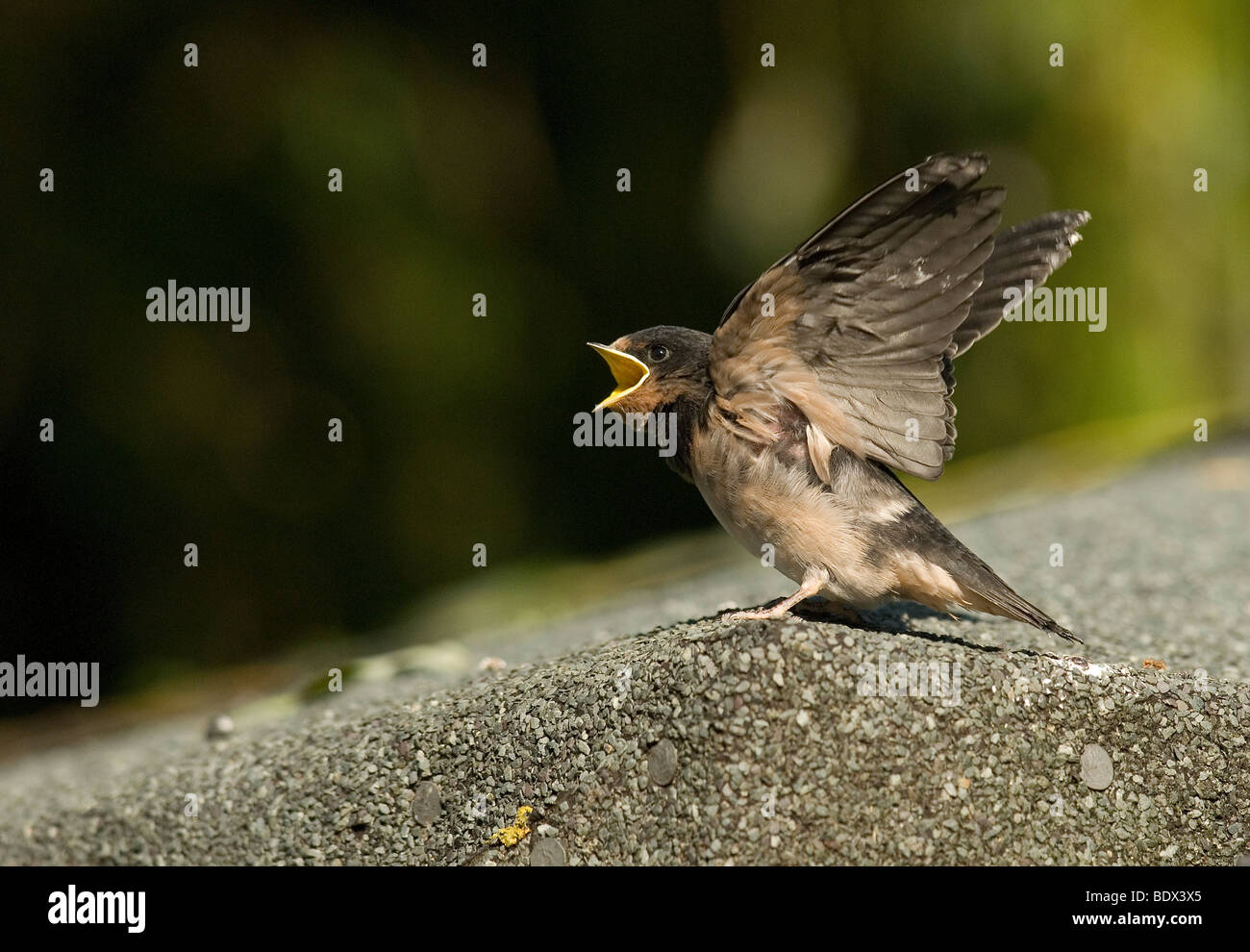 Fledgling swallow hi-res stock photography and images - Alamy