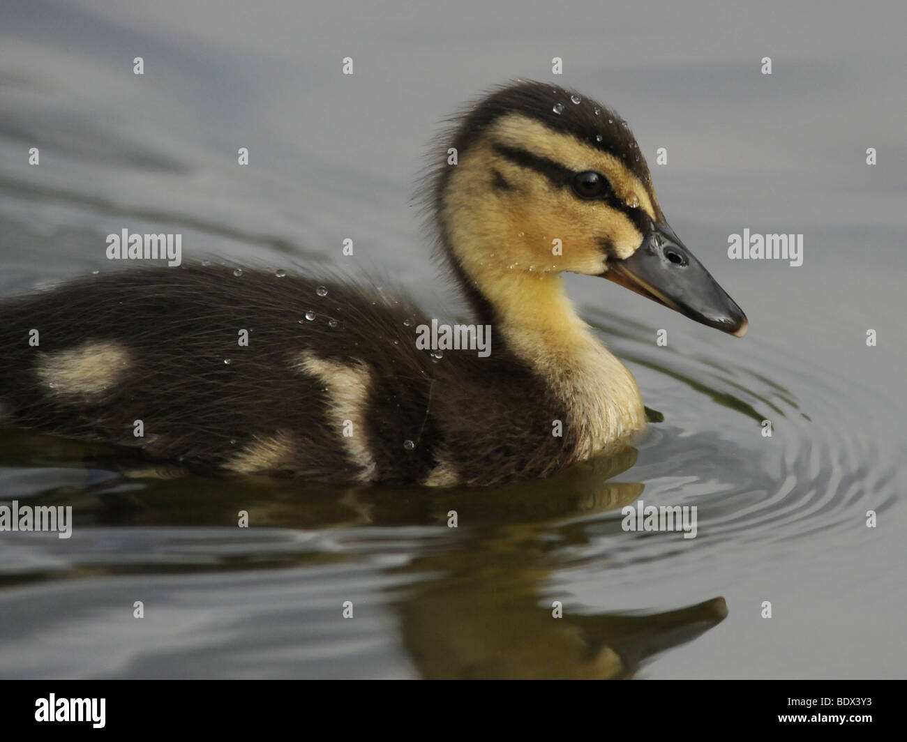 A small brown and yellow mallard duckling Stock Photo - Alamy