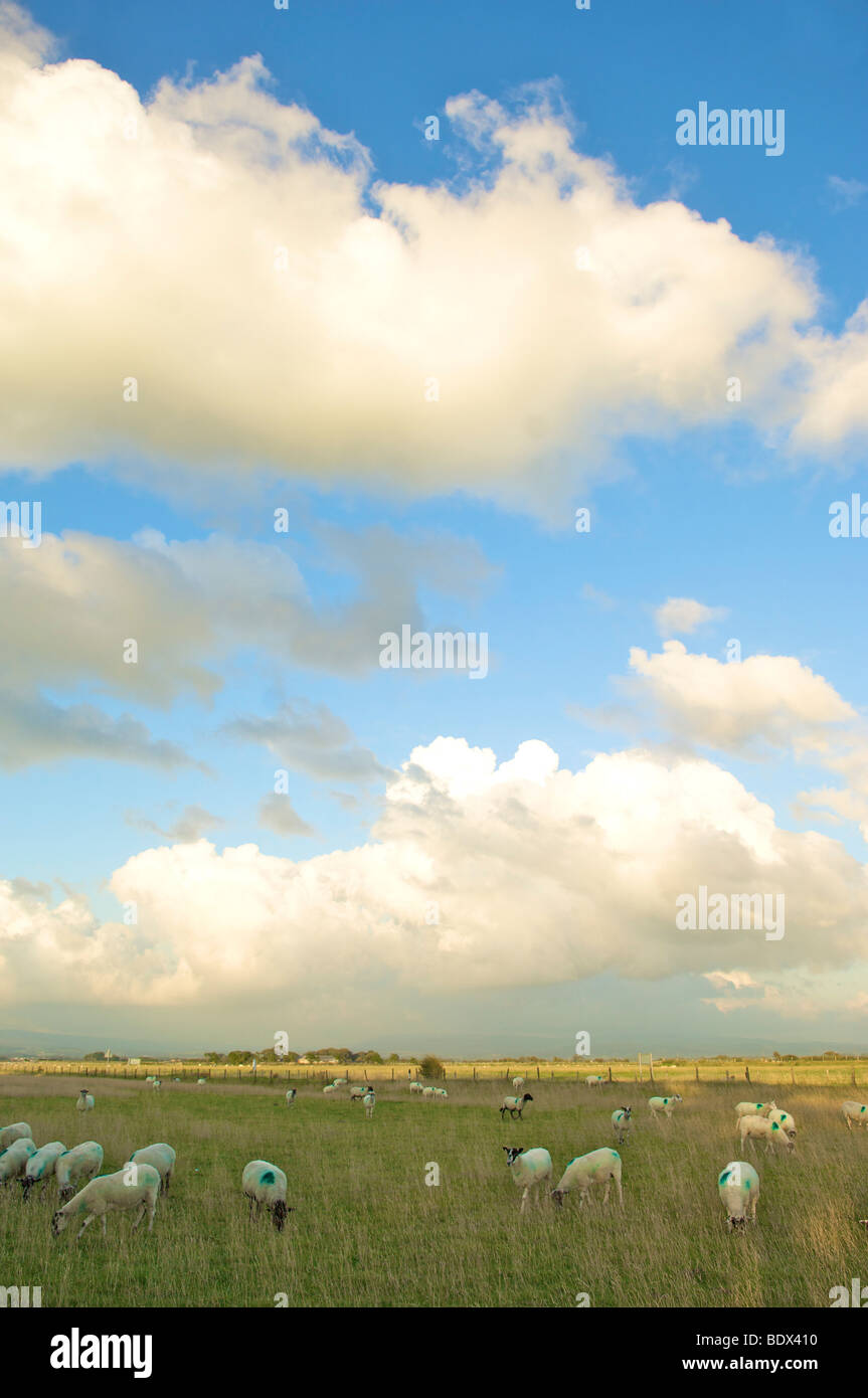 Sheep in field late evening Stock Photo - Alamy
