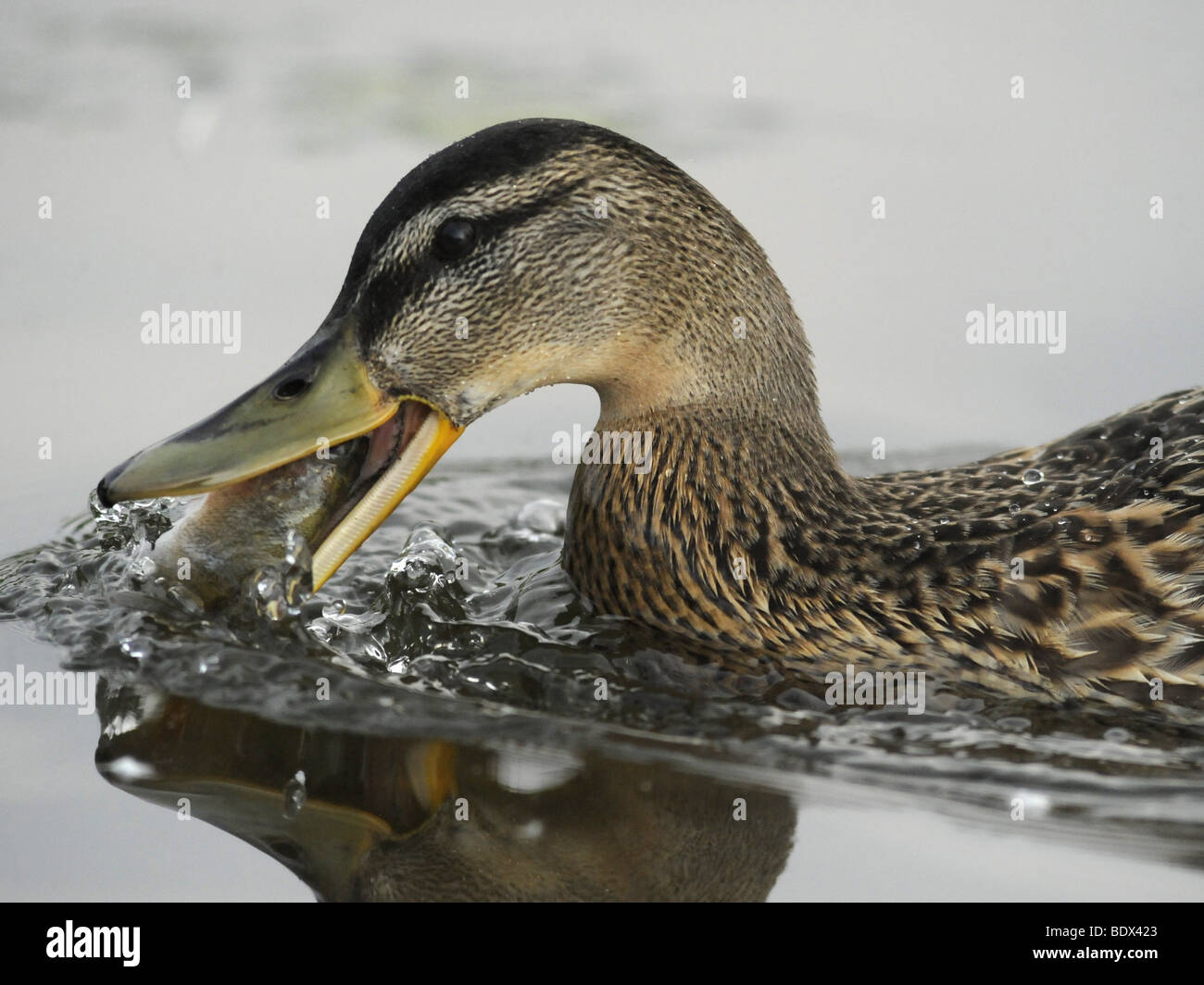 A female mallard eating a fish Stock Photo - Alamy