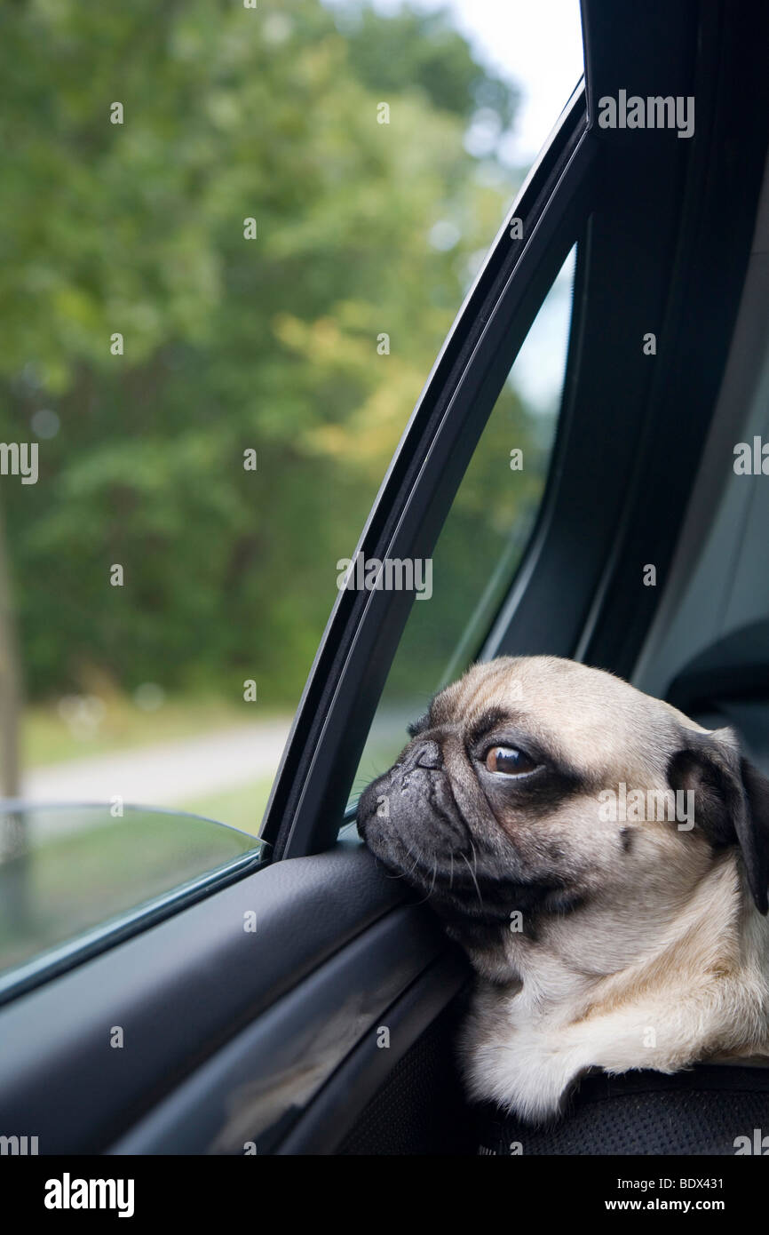 Dog looking out of a car window hi-res stock photography and images - Alamy