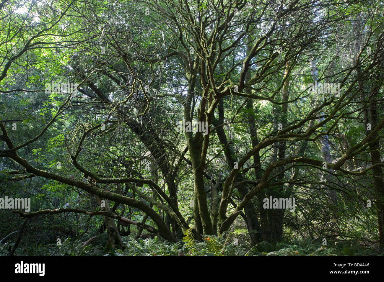 Forest of Coast Live Oak (Quercus agrifolia) and fern, Point Reyes ...