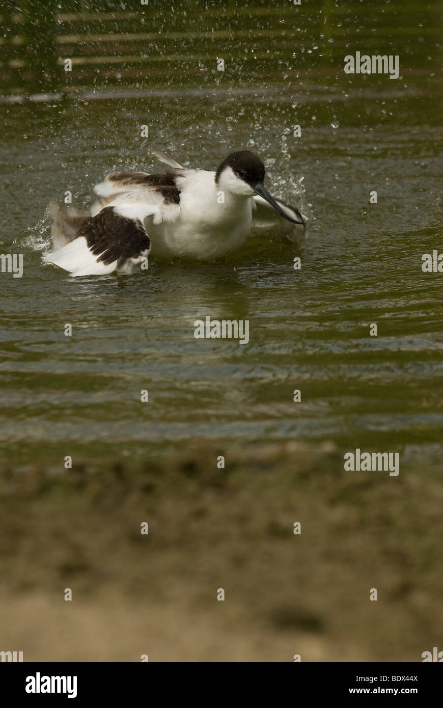 Avocet wildlife hi-res stock photography and images - Alamy