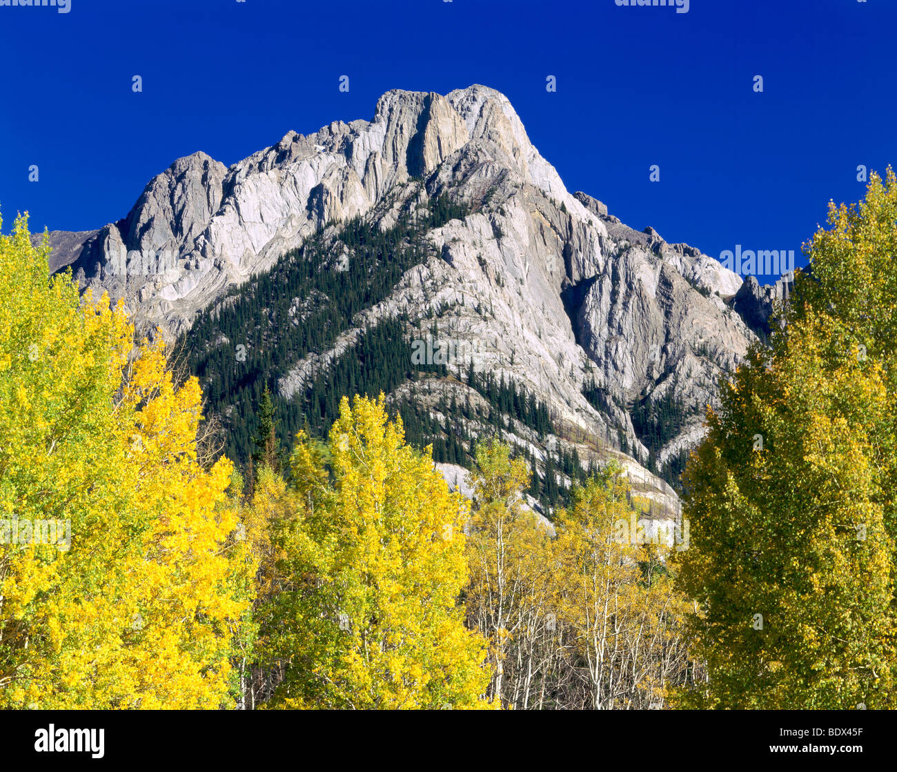 Golden aspen trees (Populus tremuloides) and the Sawback Range of Banff ...