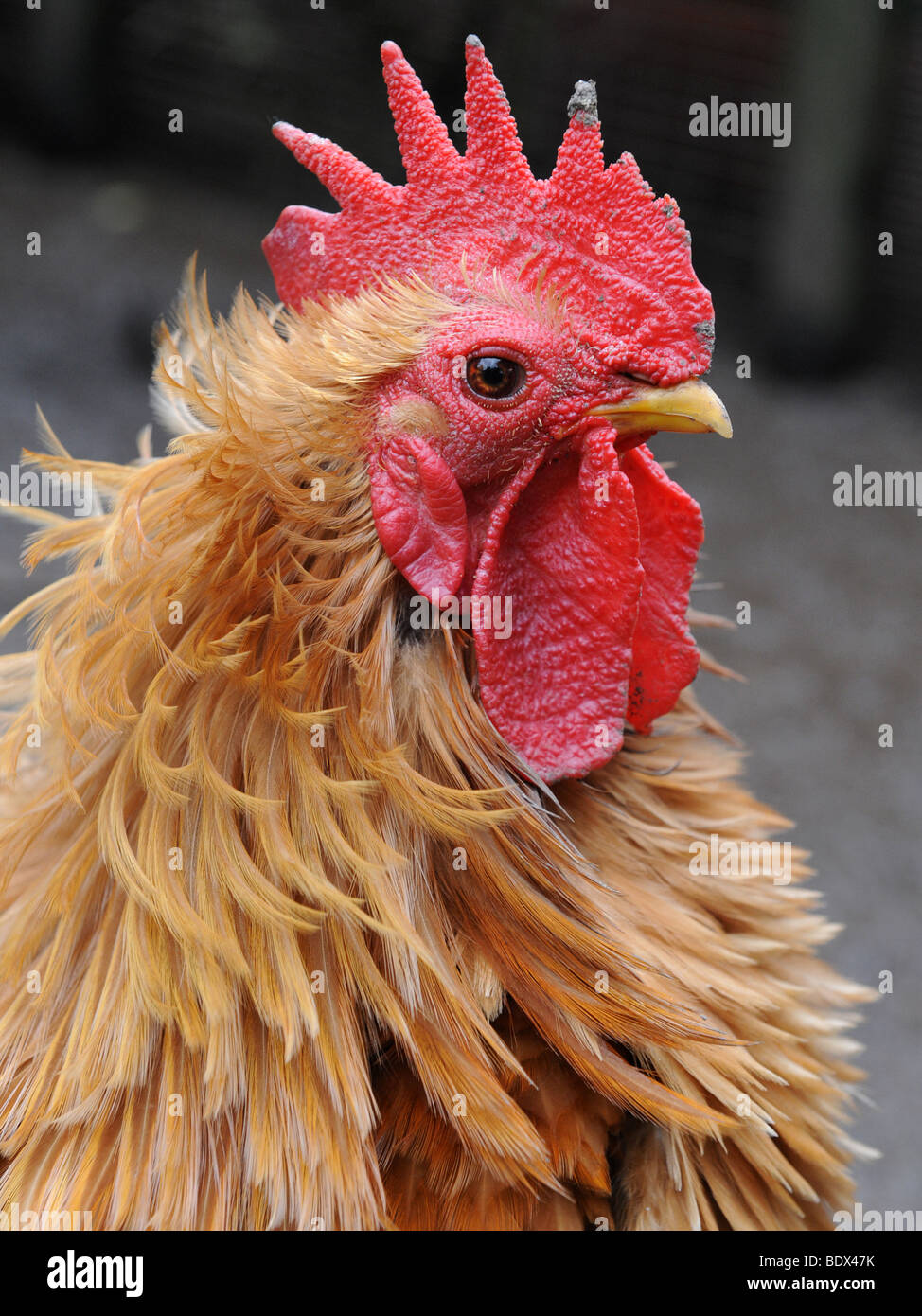 A fancy chicken that has been in the rain Stock Photo - Alamy