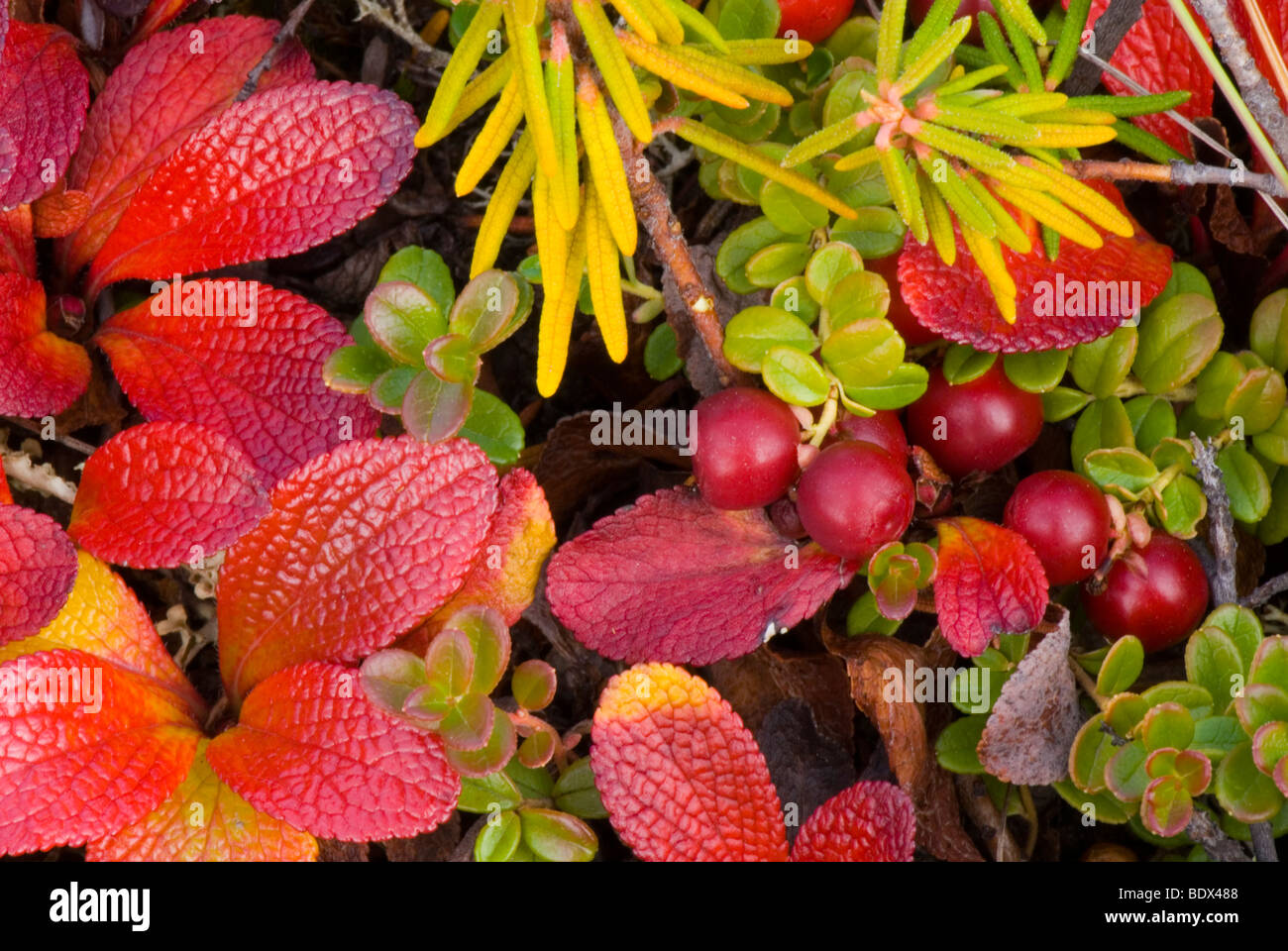 Tundra plants hi-res stock photography and images - Alamy