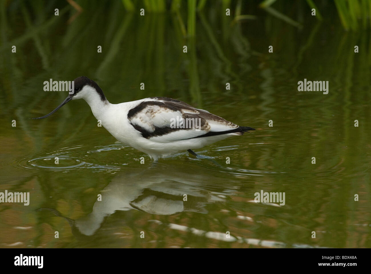 Avocet wildlife hi-res stock photography and images - Alamy