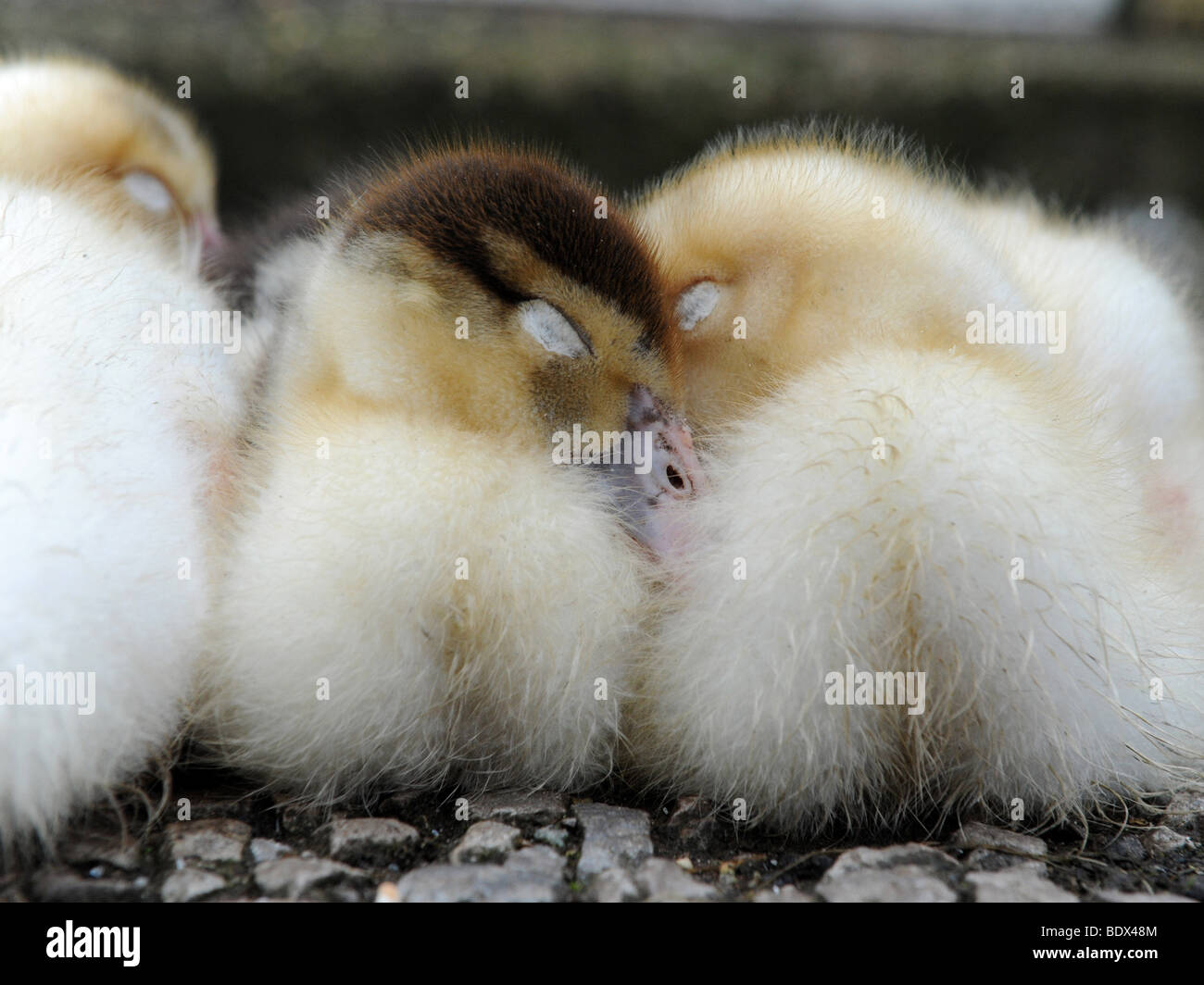 Three baby ducklings asleep and huddled together Stock Photo - Alamy