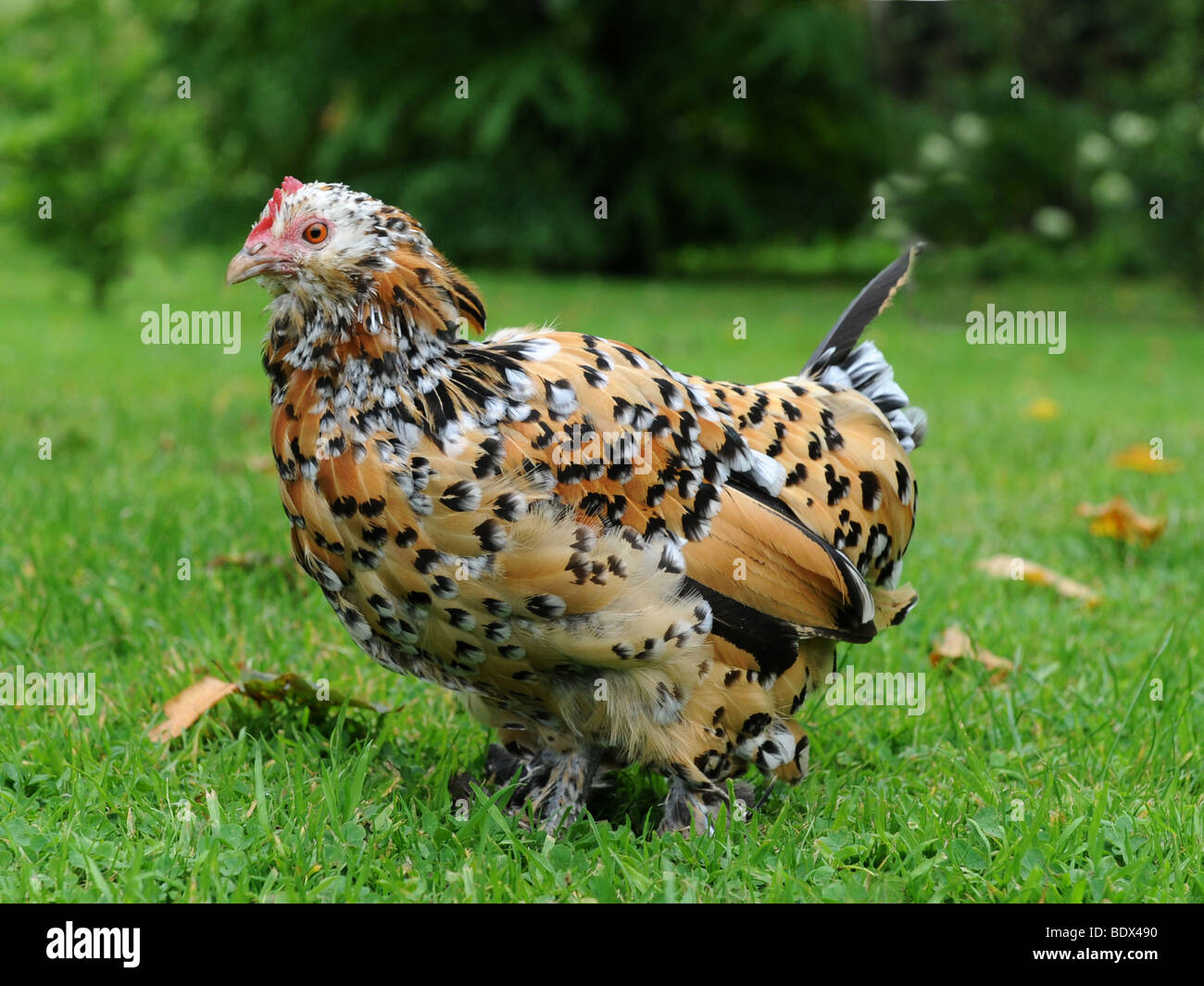 Fancy feathers hi-res stock photography and images - Alamy