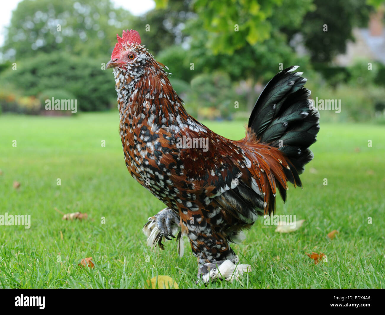 A fancy chicken with brightly coloured feathers walking on grass Stock ...